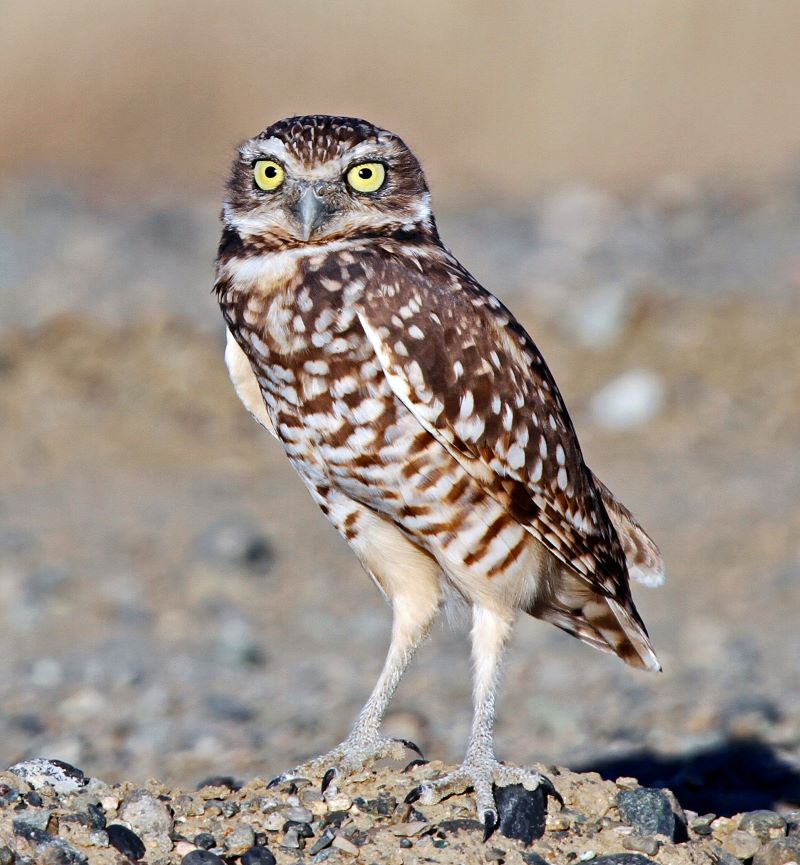CDFW News | Burrowing owl