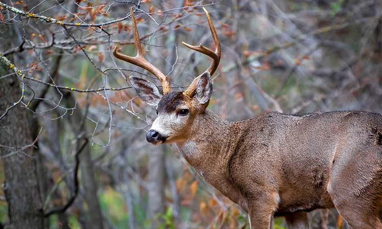 CDFW News | California Deer Hunting