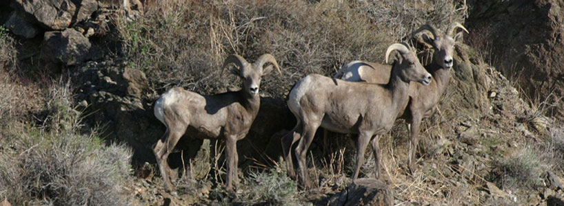 Wildlife Genetics Research