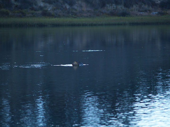 Batiquitos Lagoon State Marine Conservation Area (No-Take)