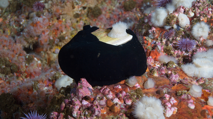 Begg Rock State Marine Reserve