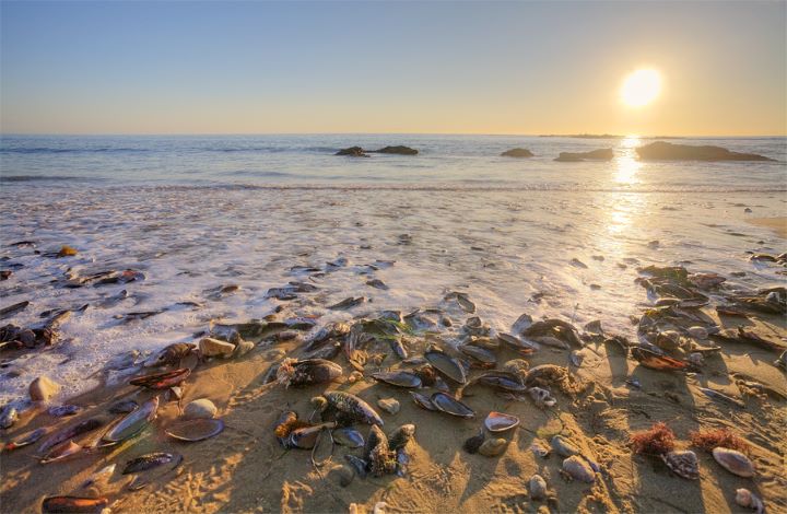 Crystal Cove State Marine Conservation Area