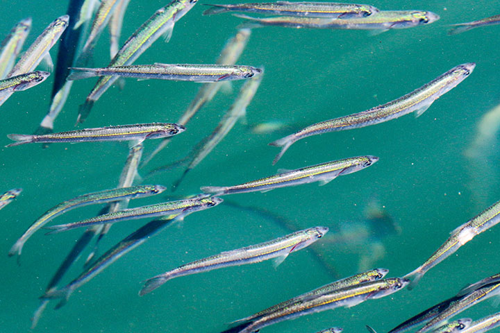 Lovers Point-Julia Platt State Marine Reserve, and Edward F. Ricketts ...