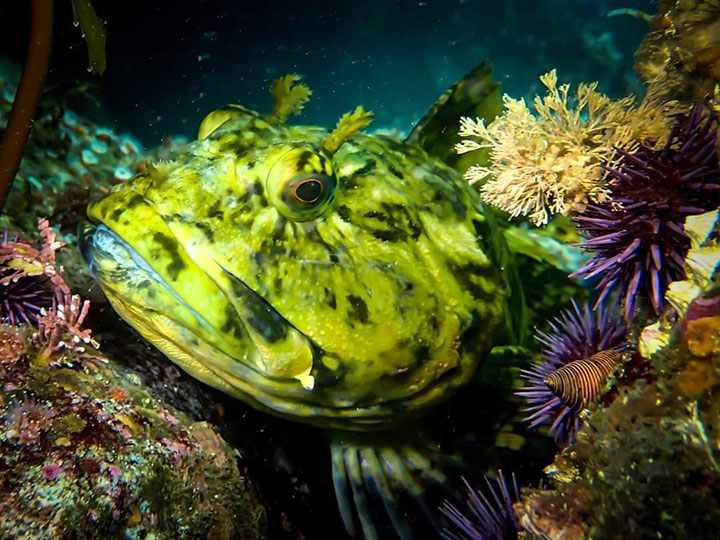 Lovers Point-Julia Platt State Marine Reserve, and Edward F. Ricketts ...