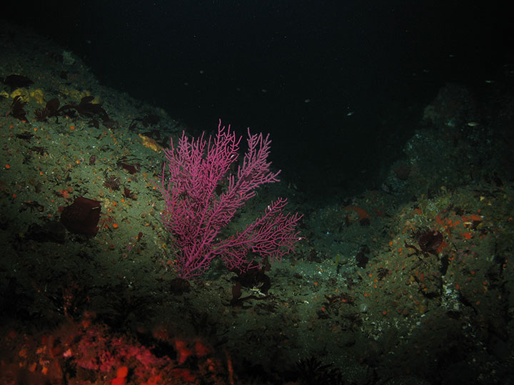 Point Sur State Marine Reserve/State Marine Conservation Area