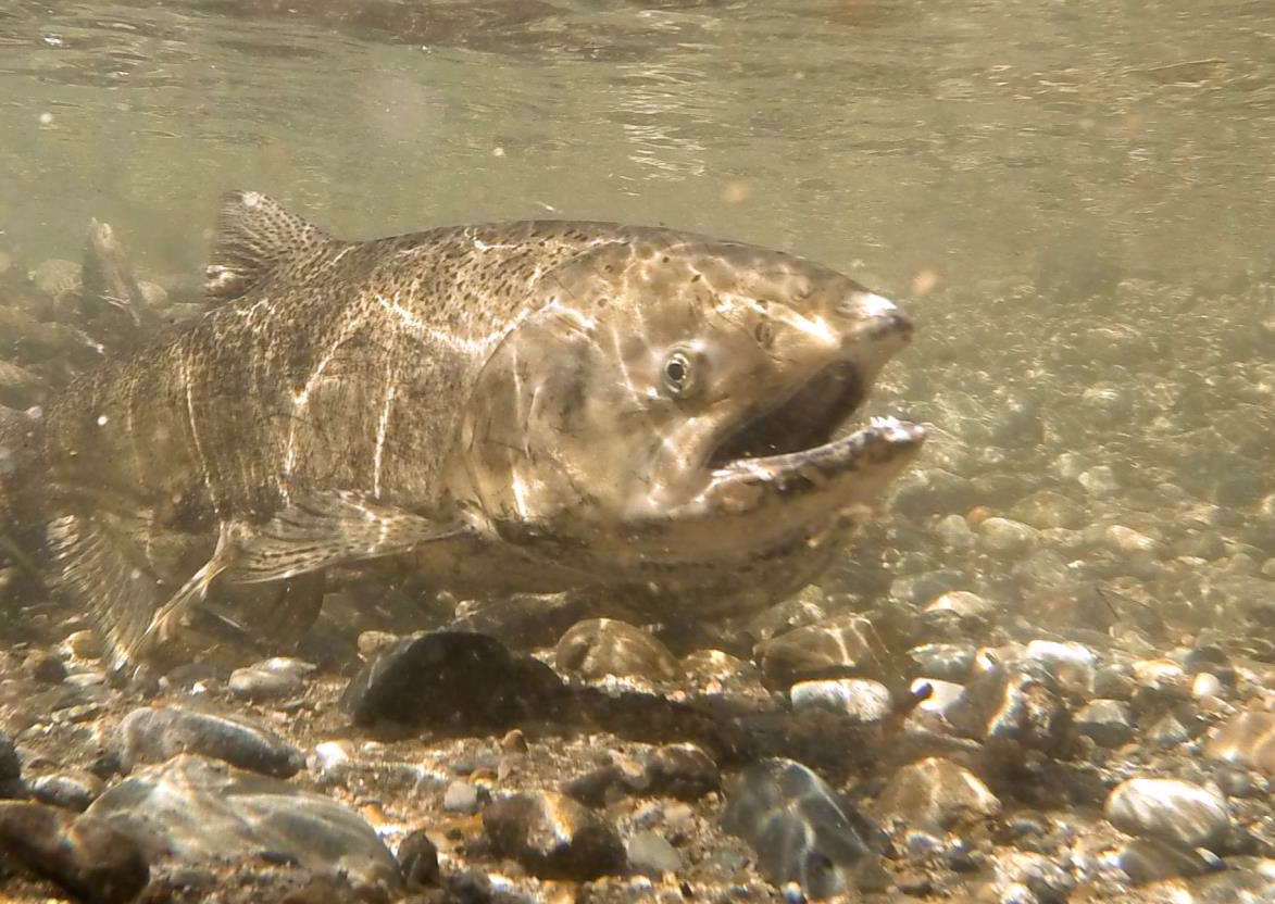 CDFW News | Chinook Fishing to Reopen on Klamath, Trinity and ...
