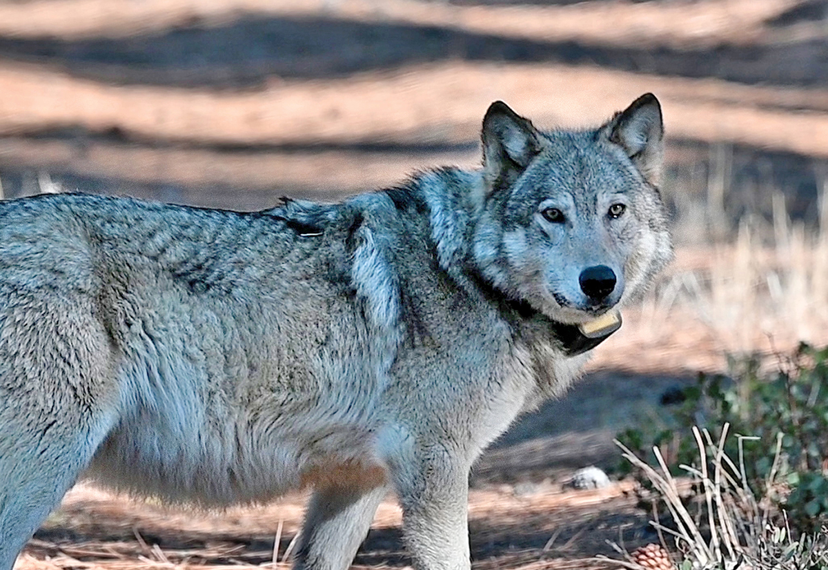 CDFW News | CDFW Launching Pilot Effort to Reduce Gray Wolf Attacks on ...