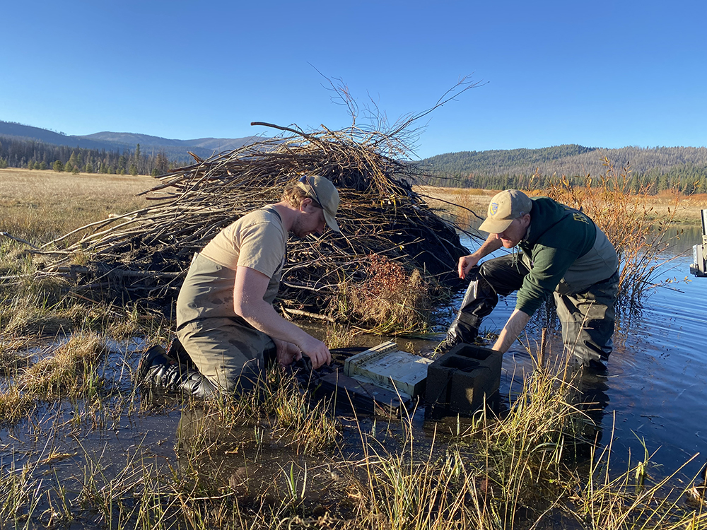 CDFW News | CDFW Sees ‘Ecosystem Engineers’ at Work in Beaver ...