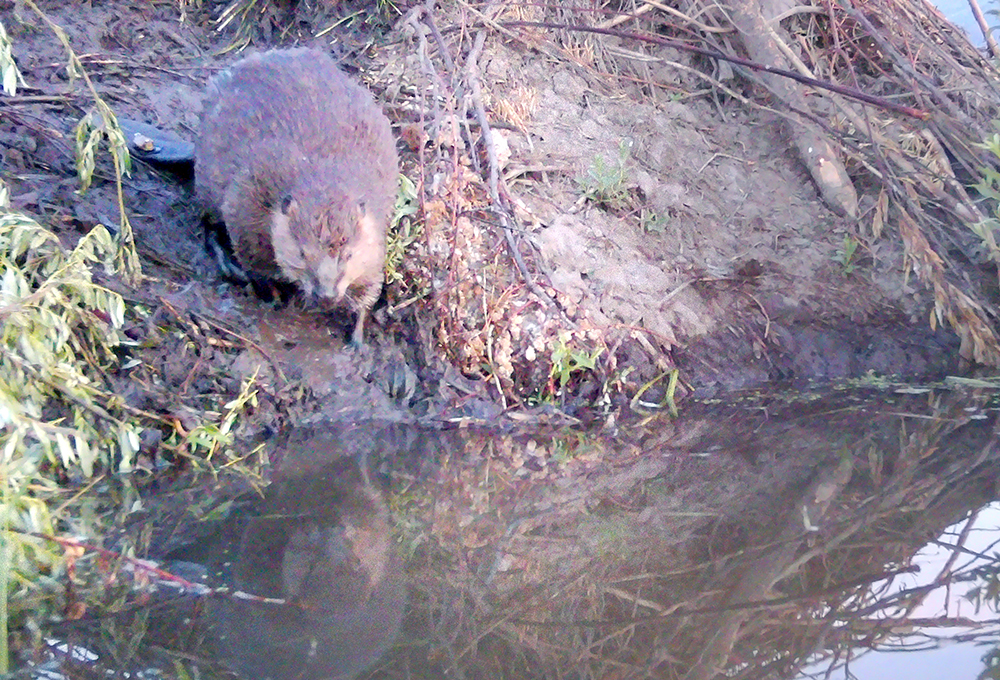 CDFW News | CDFW Sees ‘Ecosystem Engineers’ at Work in Beaver ...