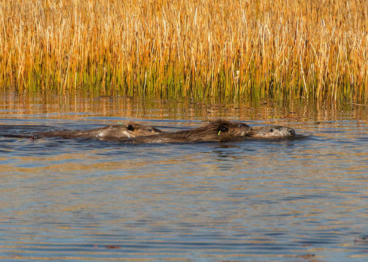 Beaver Restoration Updates | CDFW Now Accepting Beaver Restoration ...
