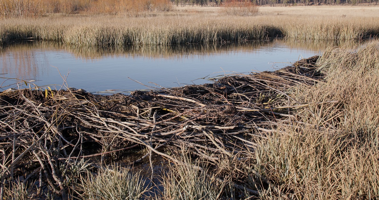 Beaver Restoration Updates