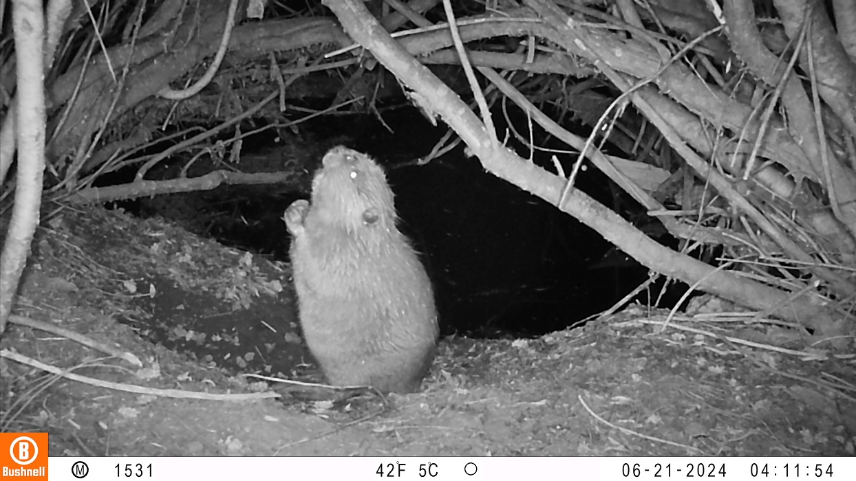 Beaver Restoration Updates