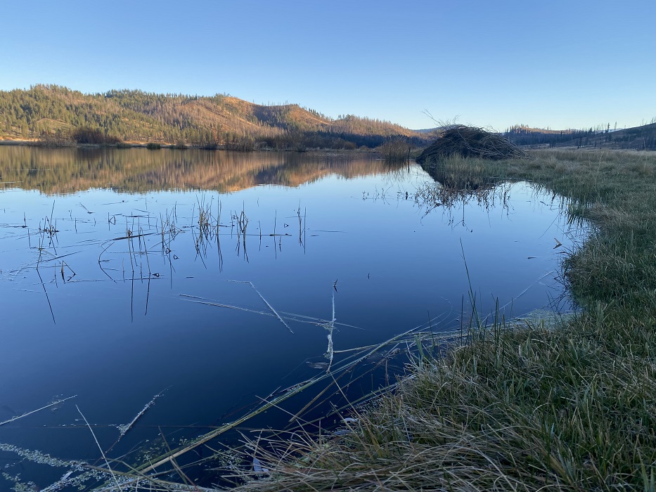 Beaver Restoration Updates