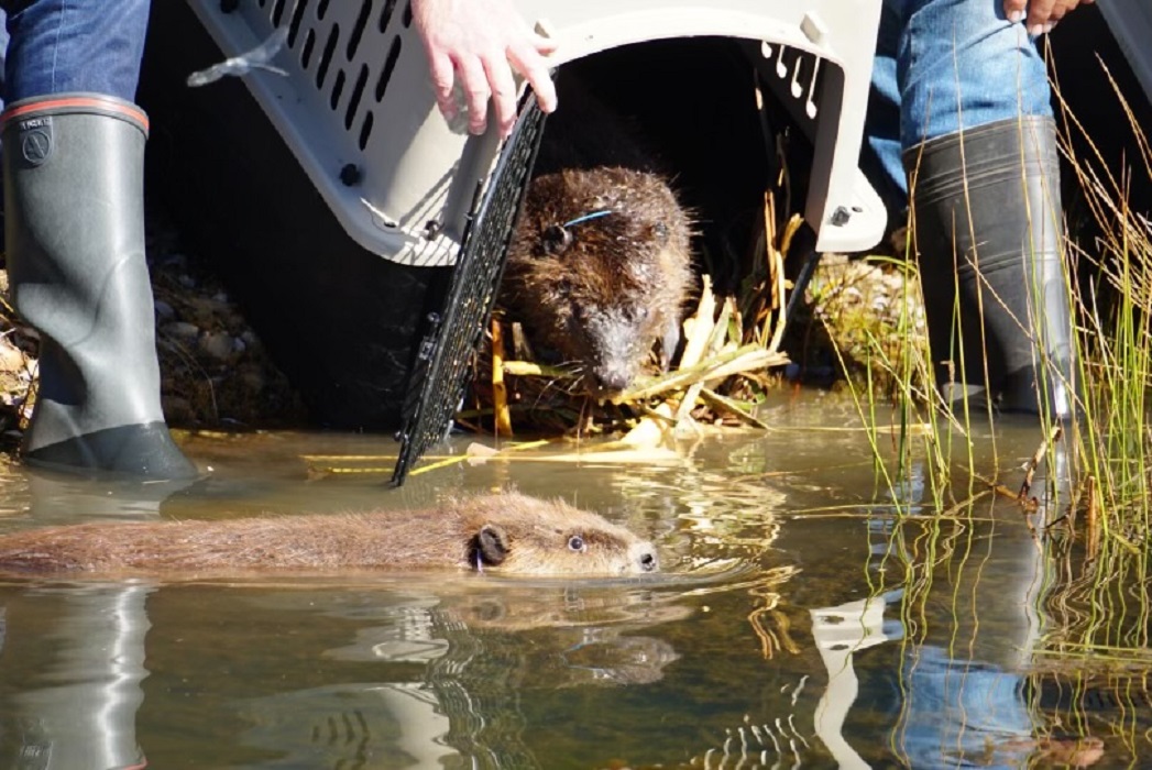 Beaver Restoration Updates | CDFW to Host Public Scoping Meetings on ...
