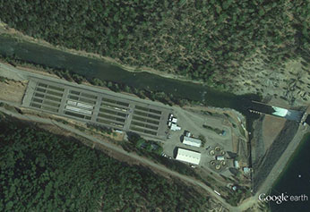 Species Raised at Trinity River Hatchery