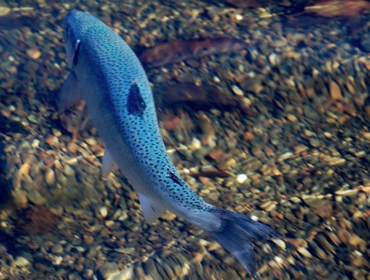 North Coast Salmon Project