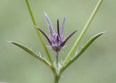 California Threatened and Endangered Plant Profiles