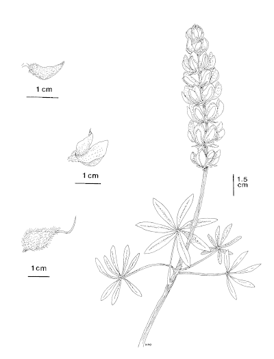 Milo-Baker Lupine