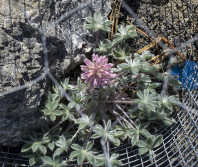 Lassics Lupine