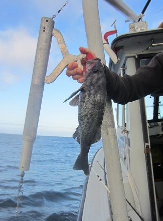 Rockfish Barotrauma and Descending Devices