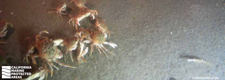 Point St. George Reef Offshore State Marine Conservation Area